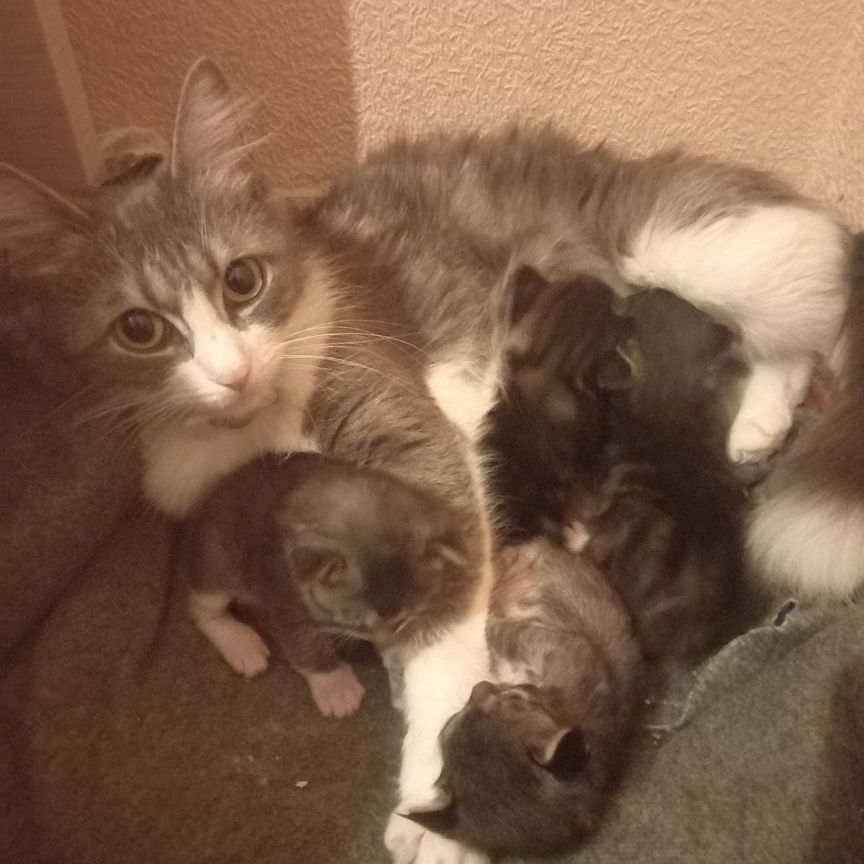 Котята в добрые руки