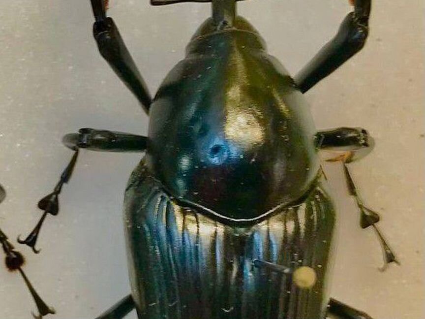 Cyrtotrachelus nigrocinctus