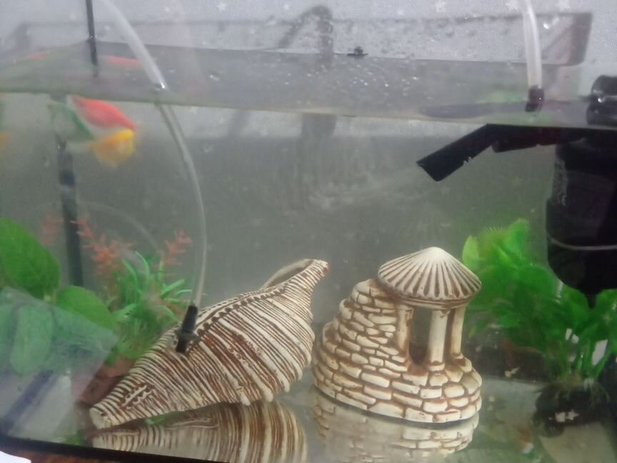 Аквариум с рыбками бу Продам цена договорная