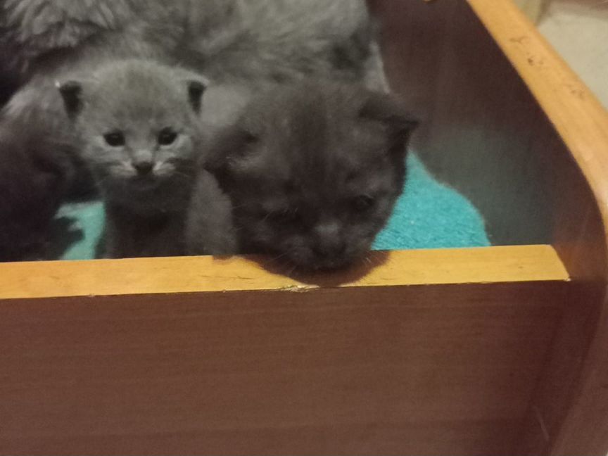 Шотландские малышата