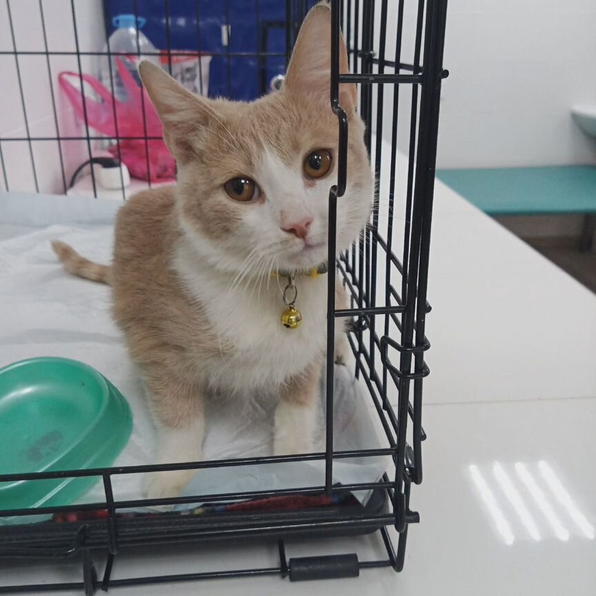 Котёнок в ошейнике, ищет новый или старый дом