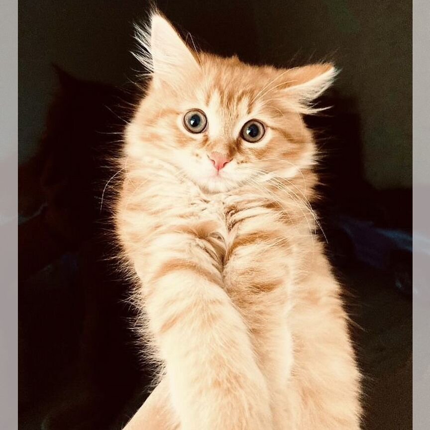 Сибирский котенок