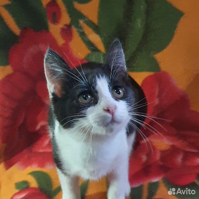Котенок смотрит прямо в душу возьмите в дар