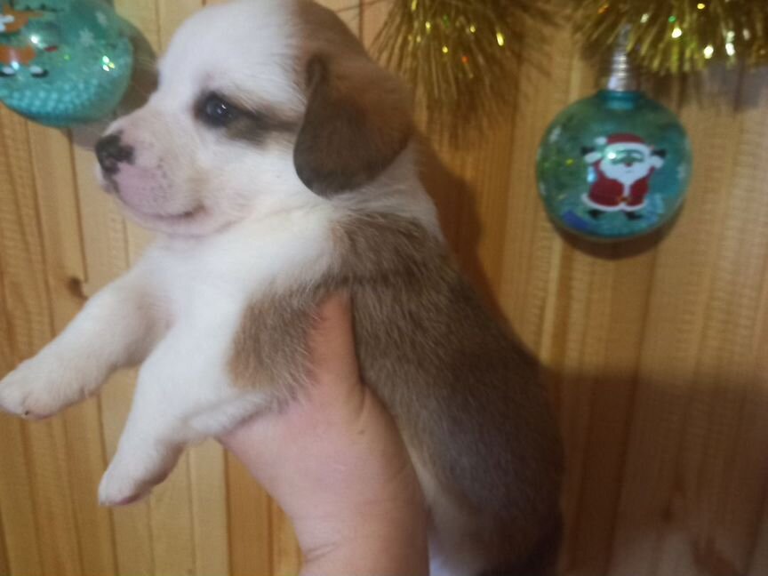 Вельш-корги кардиган щенки