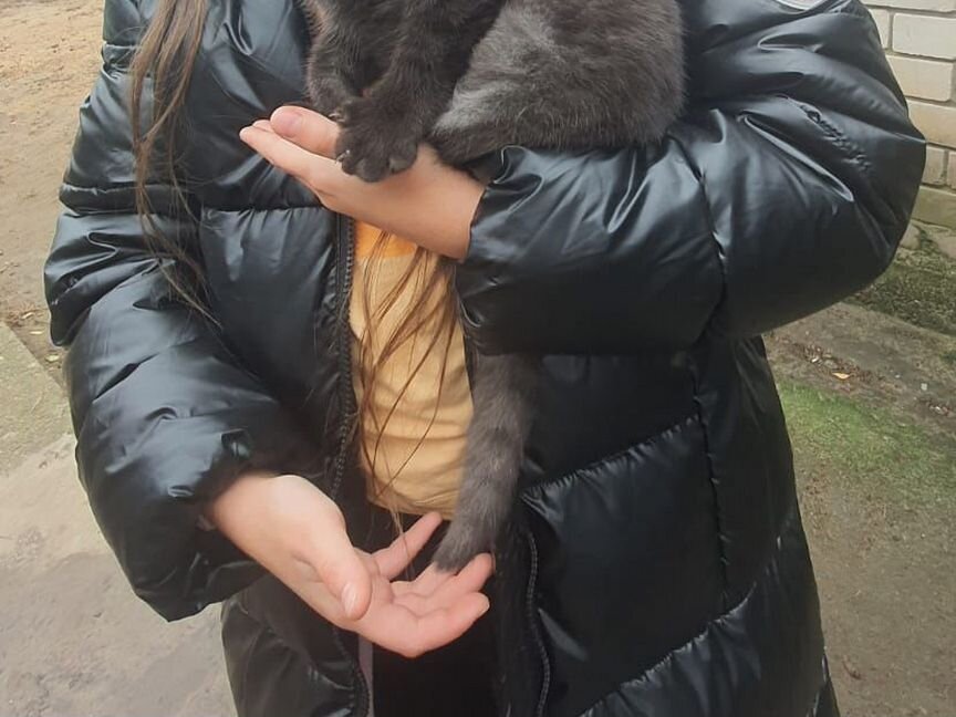 Котенок девочка 4 месяца