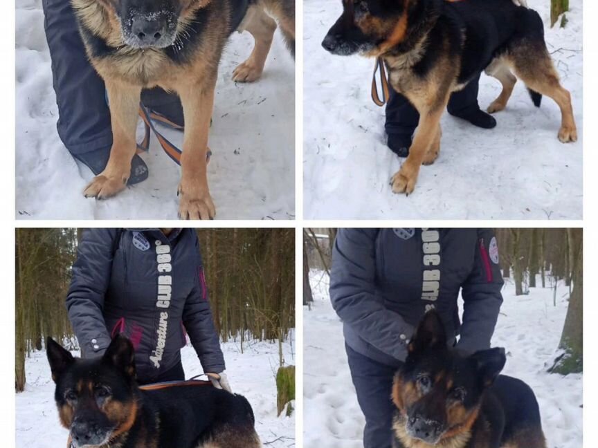 Черная немецкая овчарка