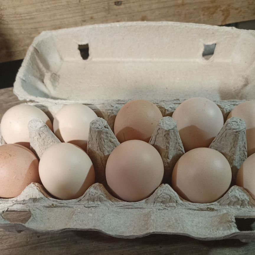 Продам ия Брама
