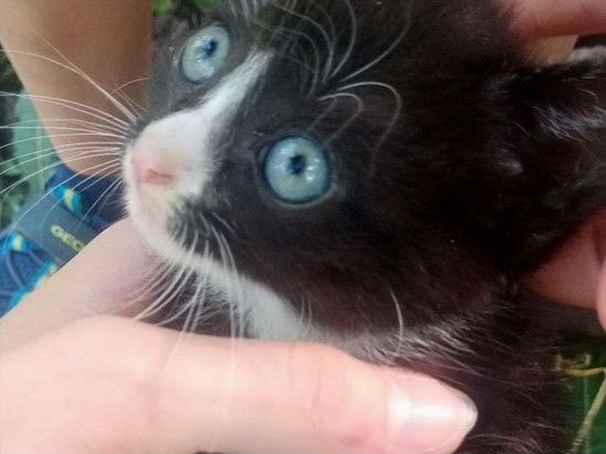 Ищу дом для котёнка