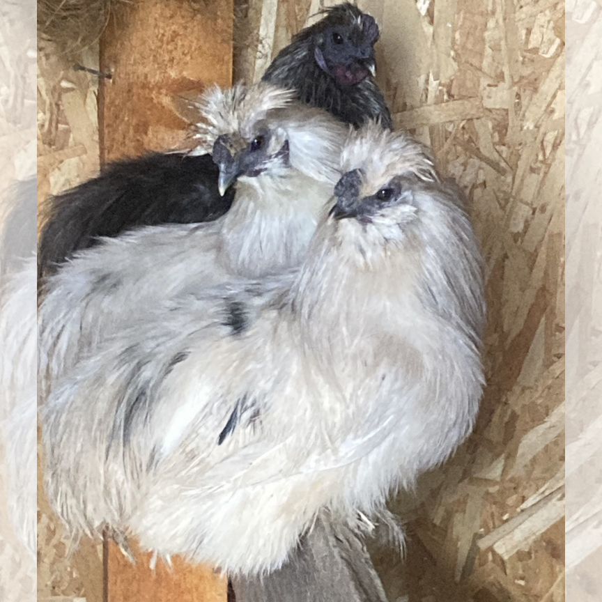 Китайские шелковые петушки