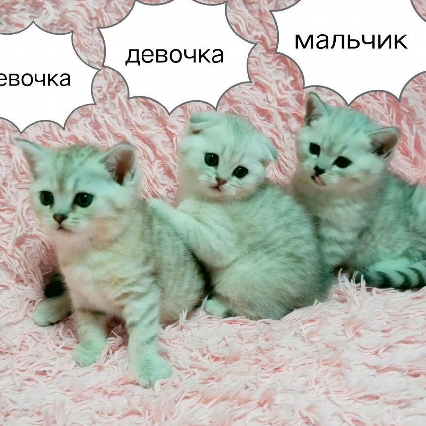 Шотландский вислоухий короткошёрстный котёнок