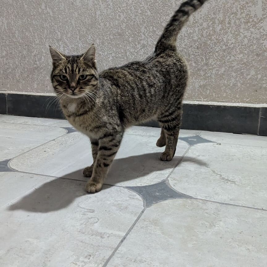 Кот кошка