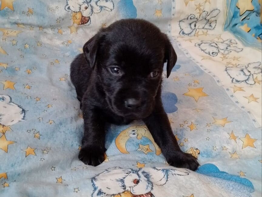 Щенки лабрадора