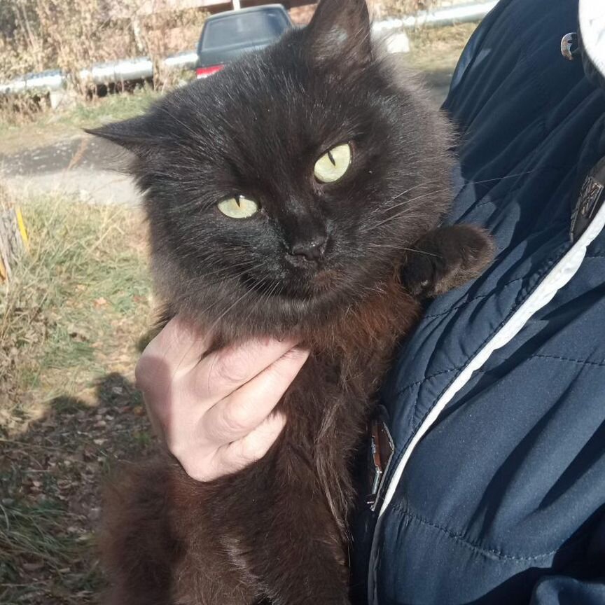 Котик подросток