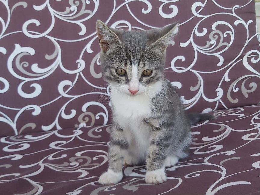 Котенок подросток
