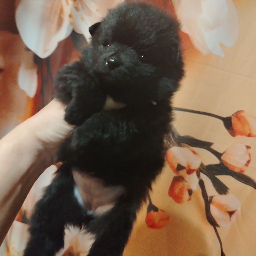 Черные угольки