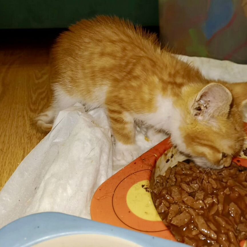 Рыжий котенок в добрые руки мальчик
