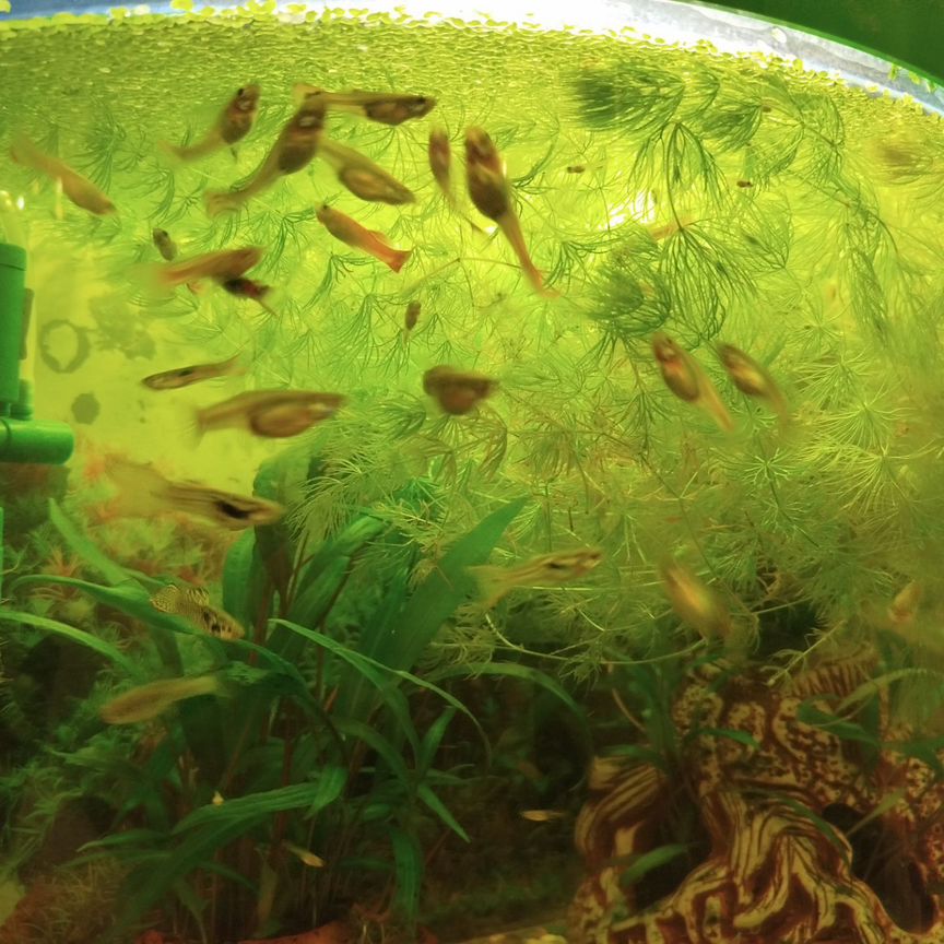 Рыбки гуппи мальки