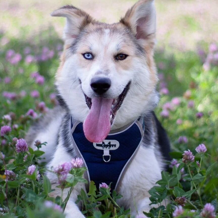 Щенок бесплатно