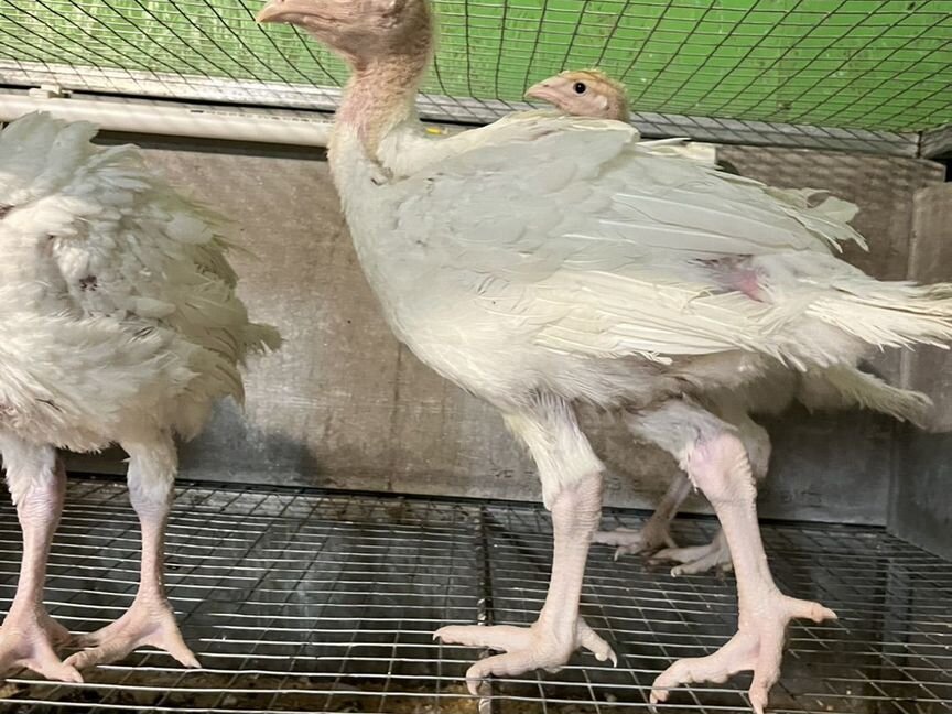 Индюшата хайбрид конвертер