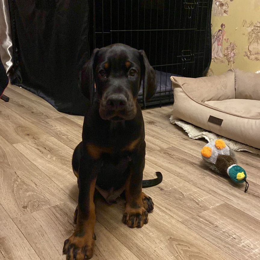 Клетка для собаки N6 122*78*87