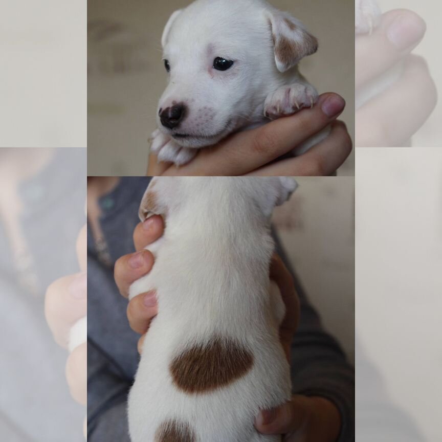 Джек-рассел-терьер, щенок