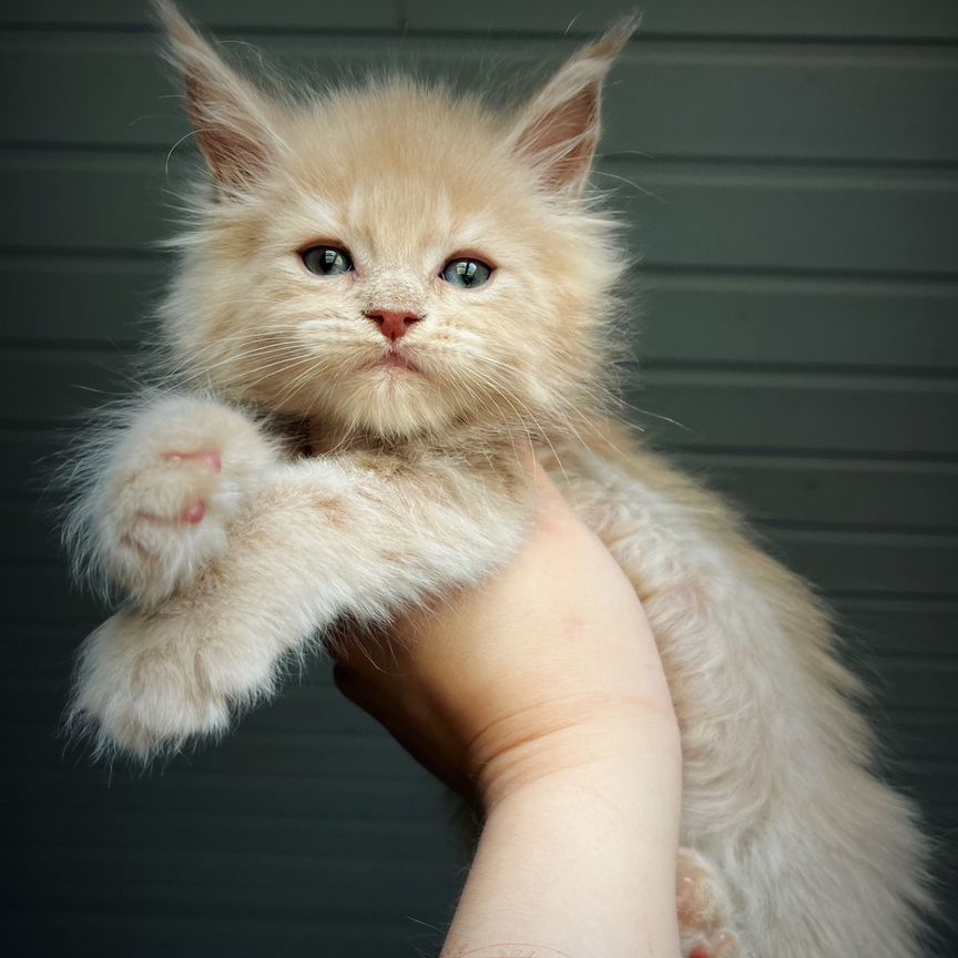 Мейн-кун котёнок