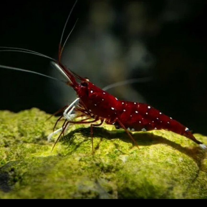 Креветка кардинал