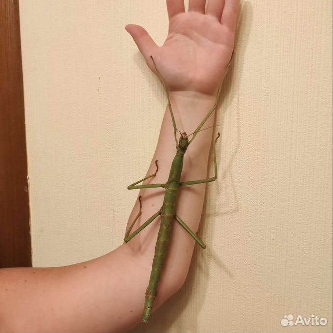 Pharnacia Ponderosa яйца палочника