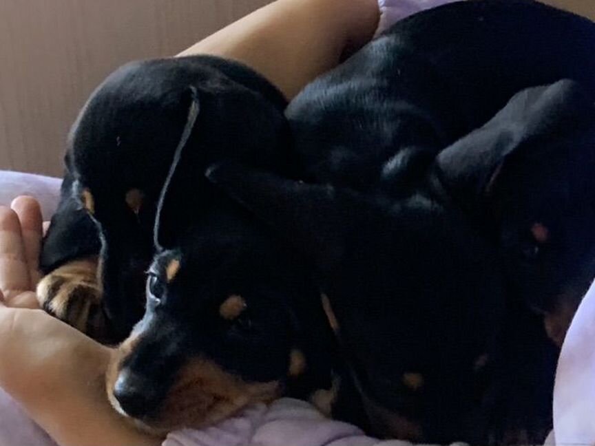 Щенки таксы