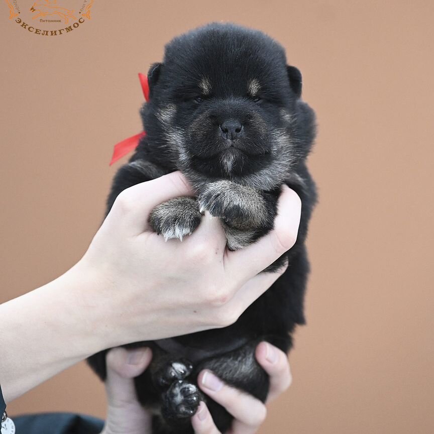 Щенки сиба (шиба) редкие окрасы