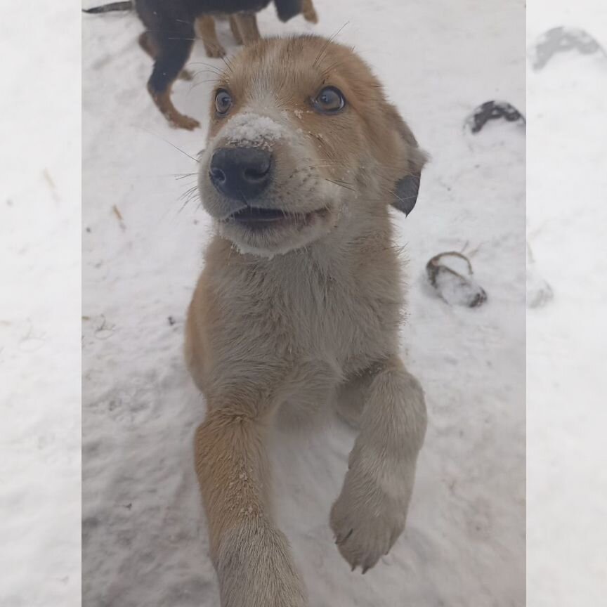Щенок в добрые руки
