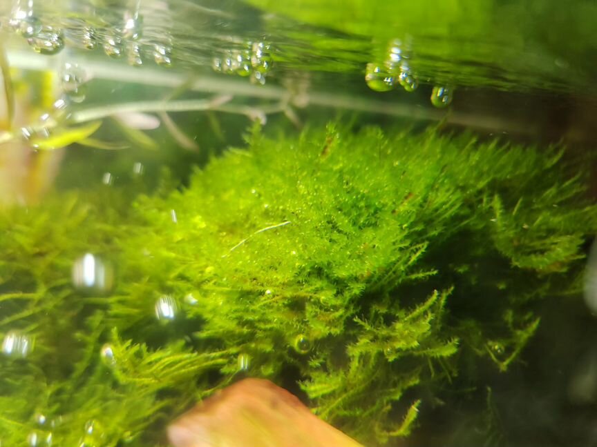 Мох, ротала индика. Прополка