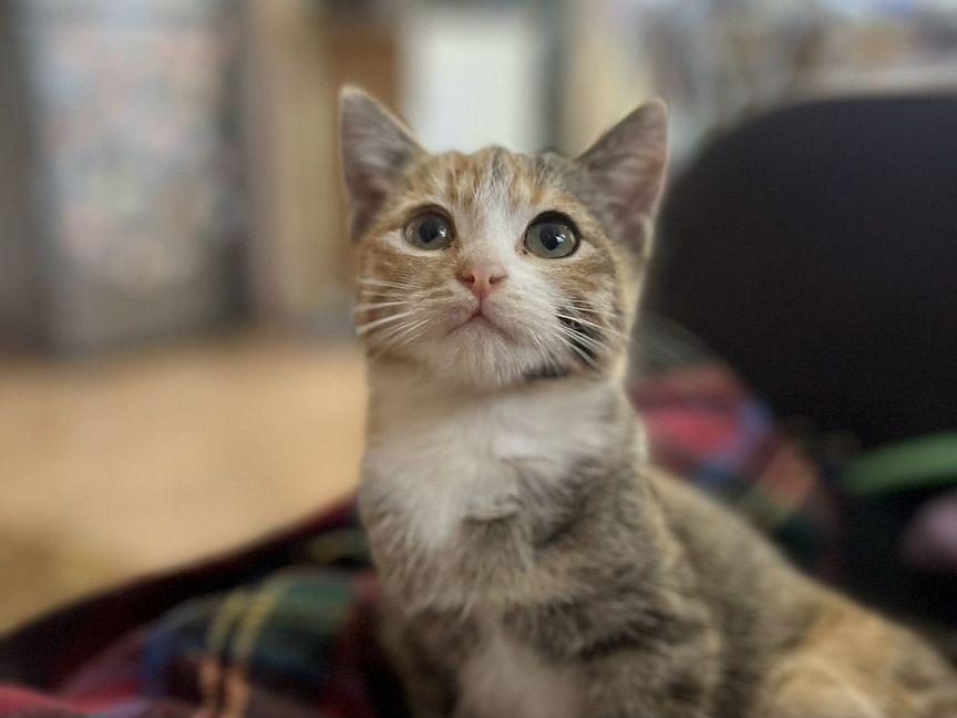 Котенок 2 мес.девочка