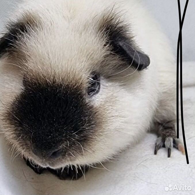 Морская свинка тедди Калифорния, мальчик