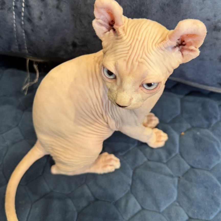 Канадский сфинкс котёнок