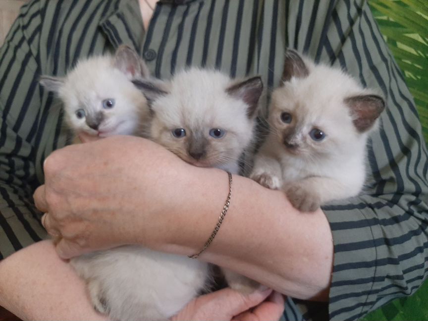 Самские котята