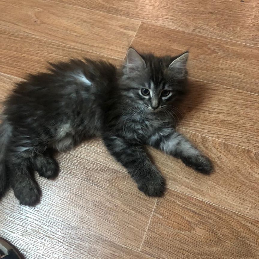 Котенок