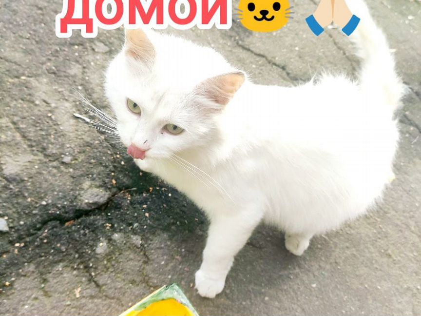 Белому котику нужен дом