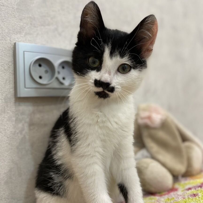 Котёнок в добрые руки