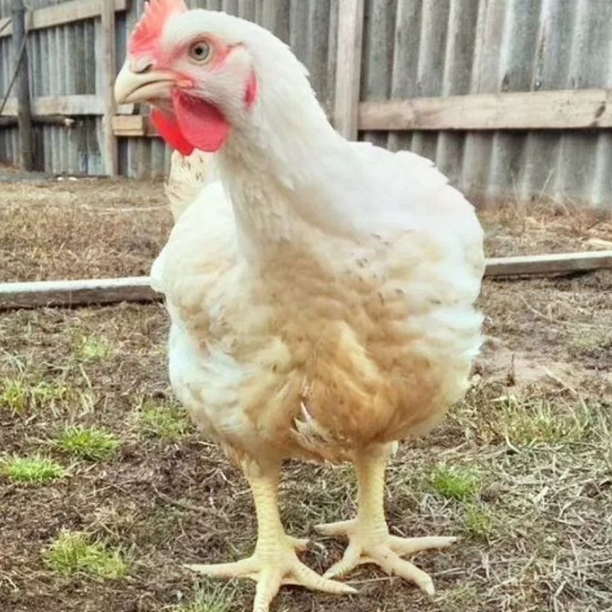 Подрощенные цыплята бройлер