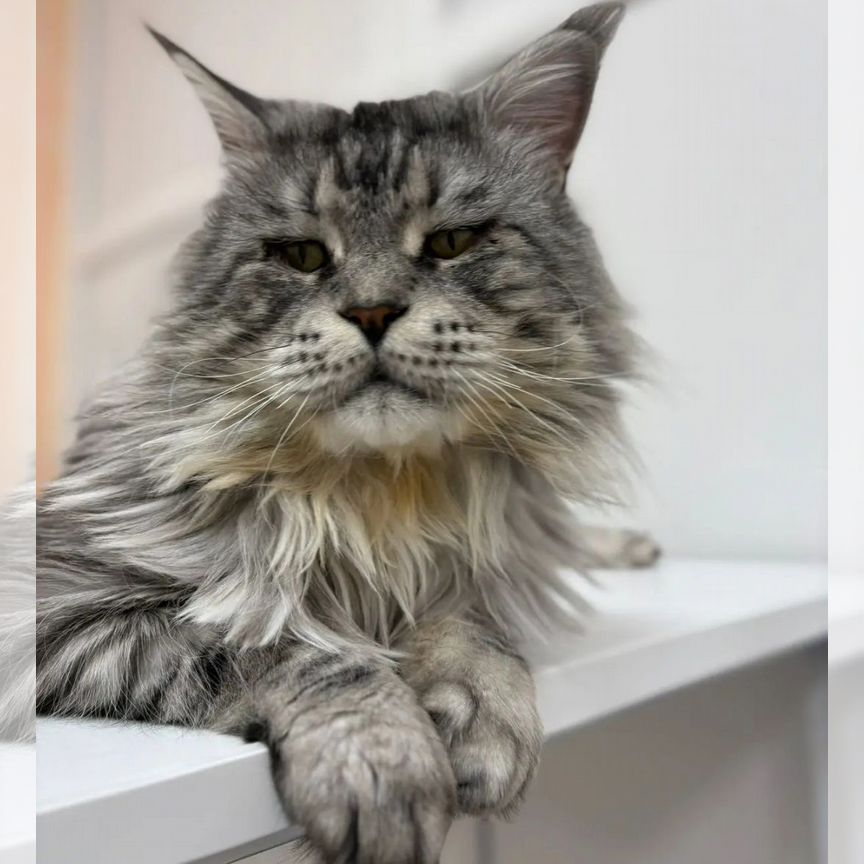 Мейн-кун, взрослый кот