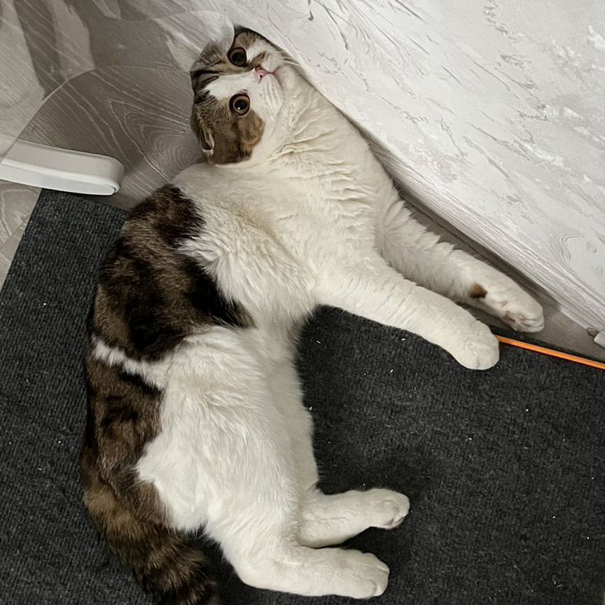 Шотландский кот