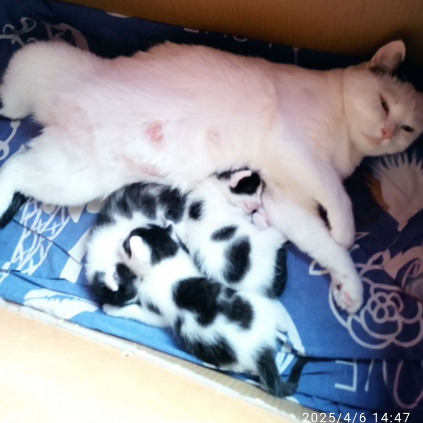 Котята