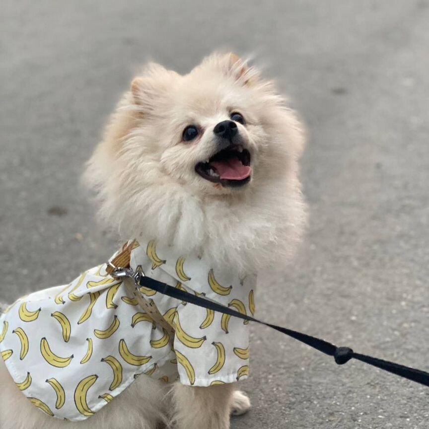 Померанский шпиц