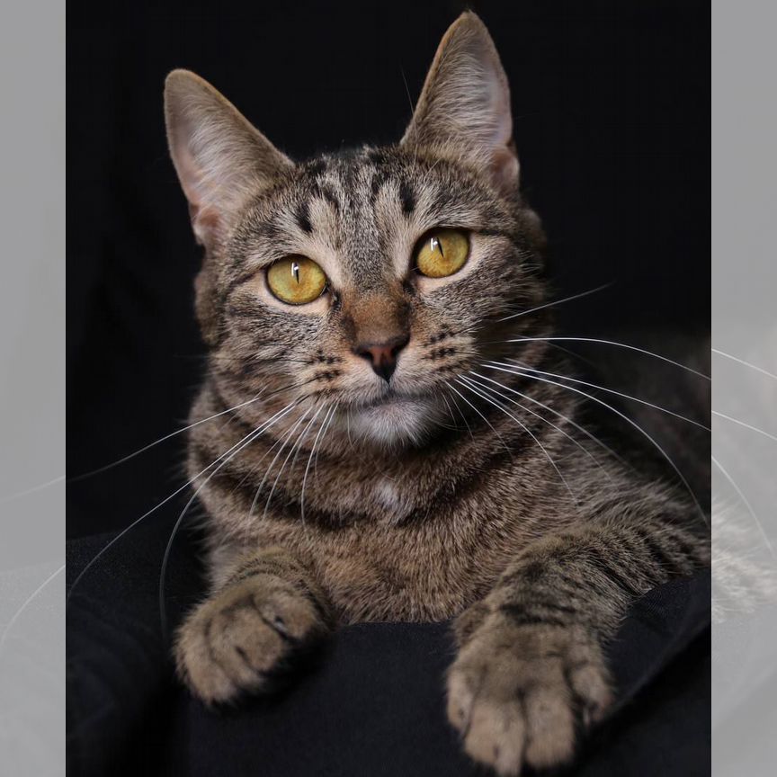 Бенгальская, взрослая кошка