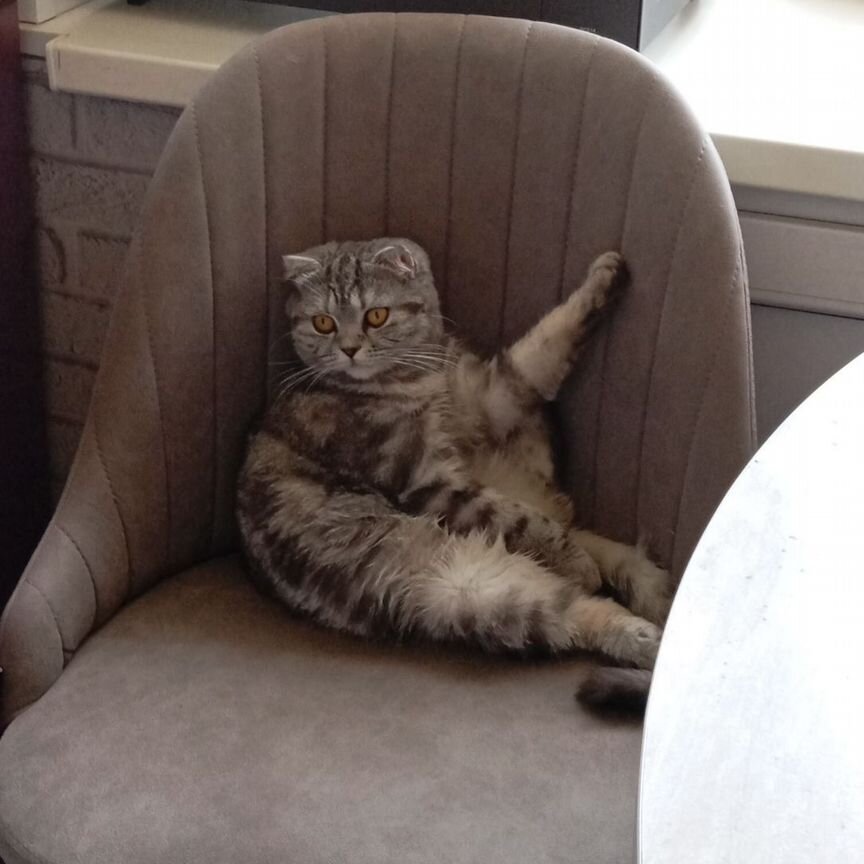 Кошка