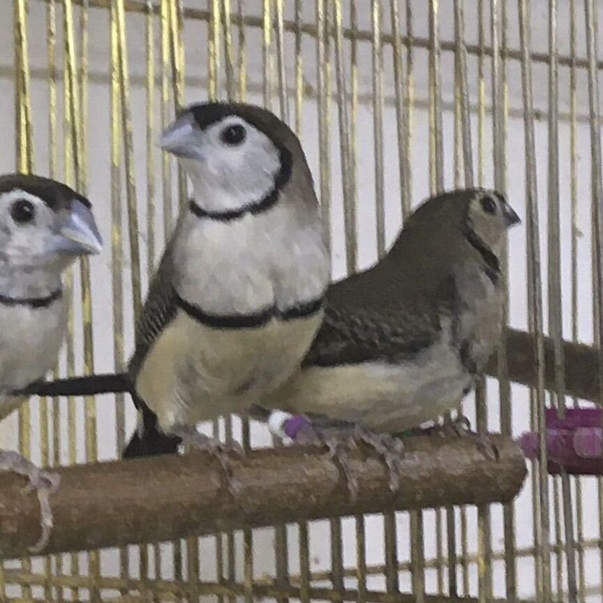 Астрильды кольчатые