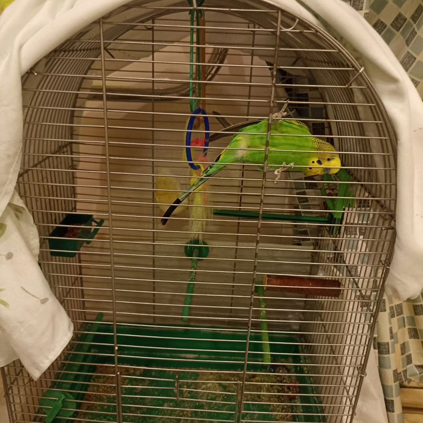 Волнистый попугай с клеткой