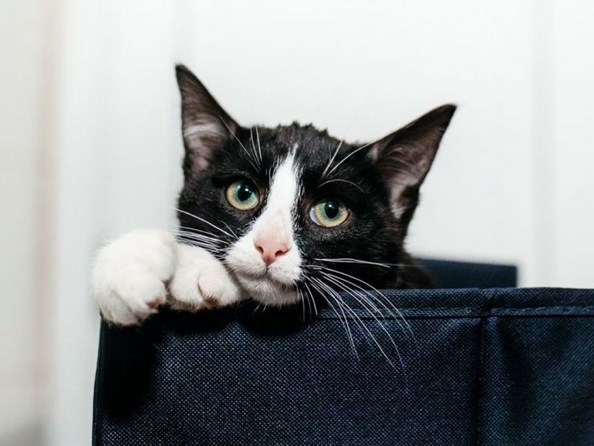 Котенок в добрые руки