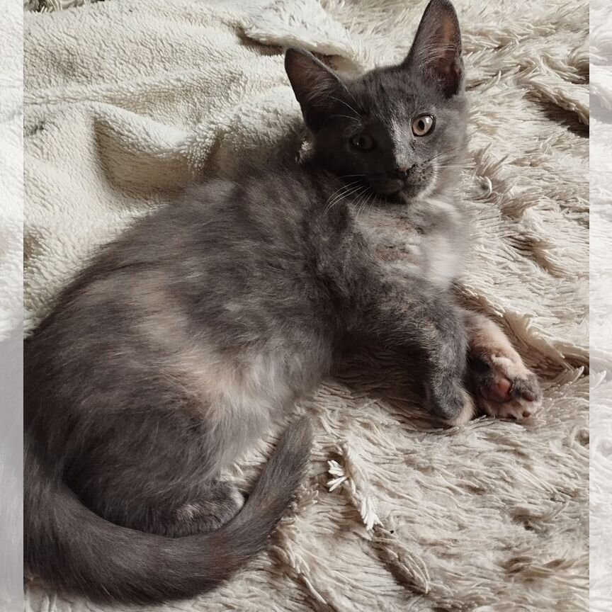 Котёнок в добрые руки